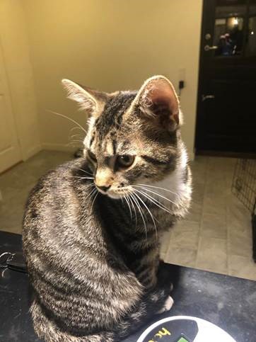 Efterladt i plastikpose med bagbenene bundet sammen | Dyrenes Beskyttelse